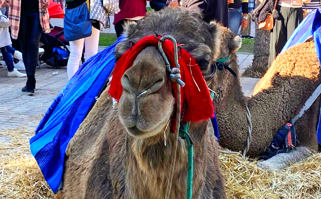 Experience the spectacular Medieval Market in Orihuela